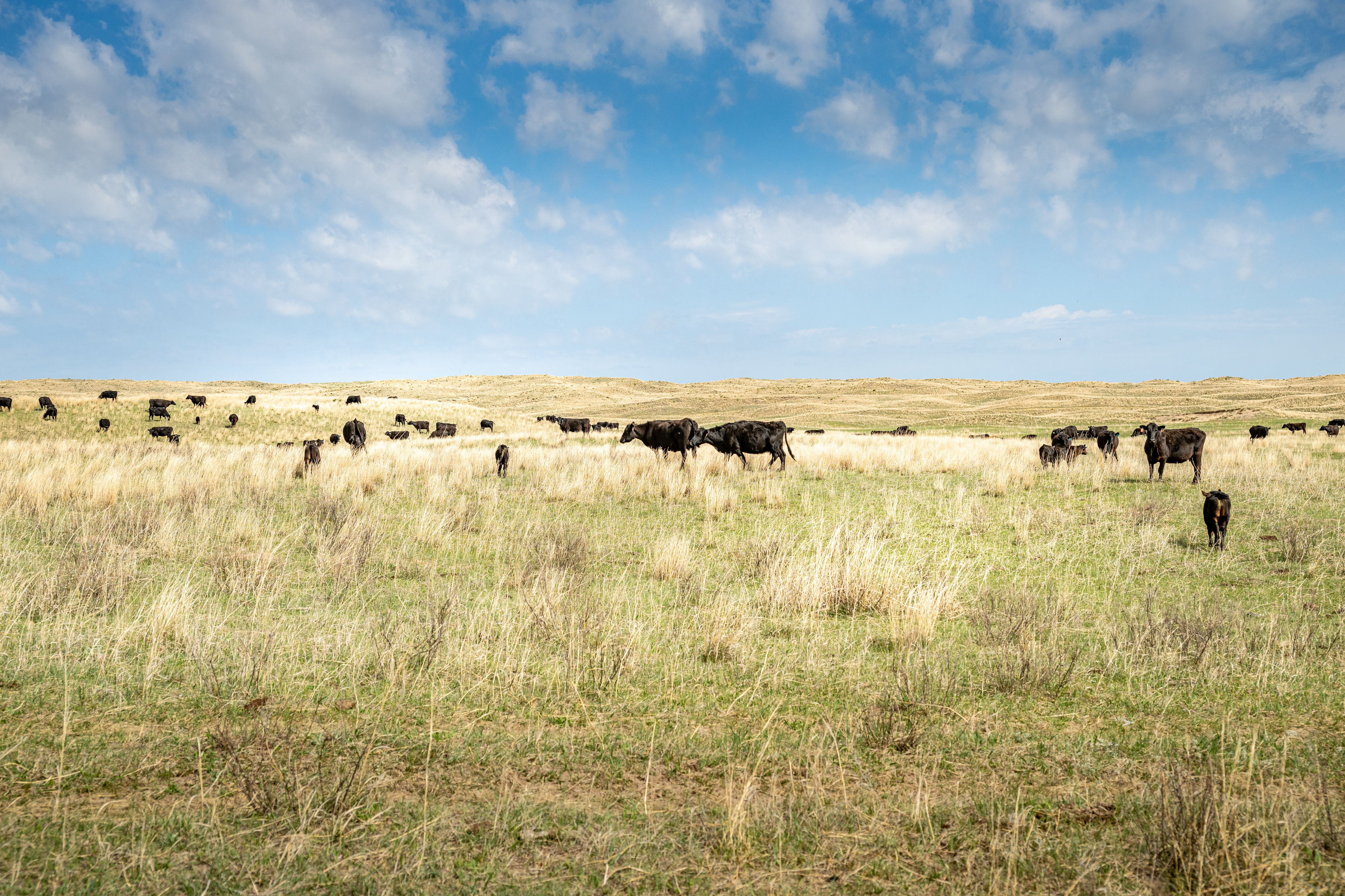 Program Cattle Listings